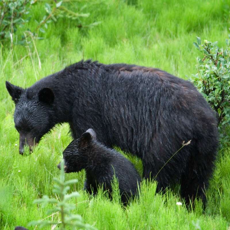 Visiting Bear Country - Kananaskis Outfitters